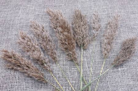 Trzcina suszona | Rośliny suszone na duże bukiety