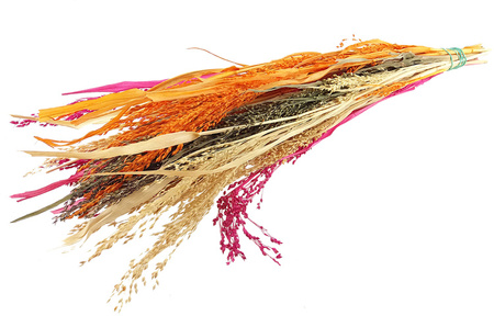 PROSO RÓZGOWATE MIX KOLORÓW (Panicum virgatum) ozdobna trawa suszona na ...